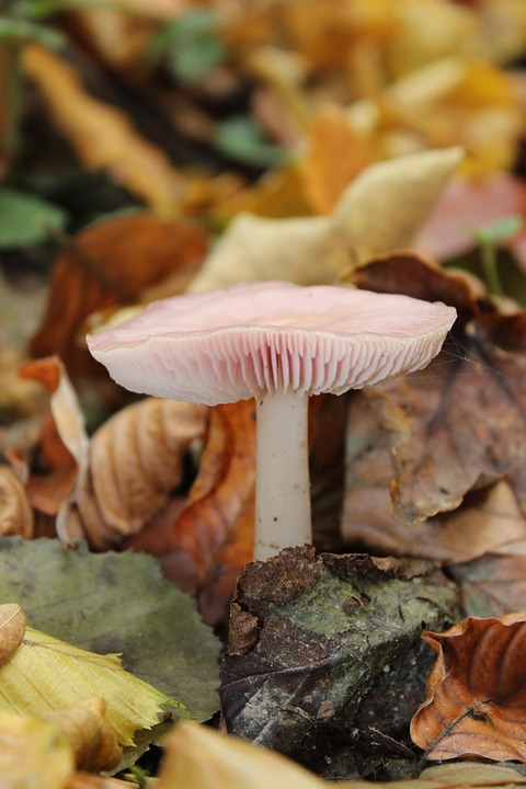 Mushroom Fall Leaves - Free photo on Pixabay - Pixabay