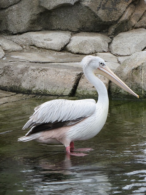 Pelican Bird Nature - Free photo on Pixabay - Pixabay