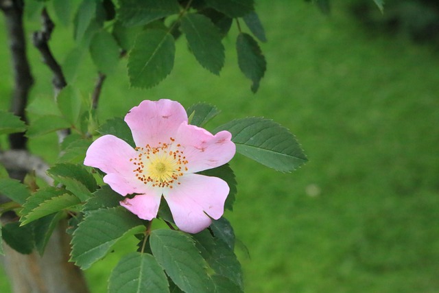 Rosa Mosqueta Flor Natureza - Foto gratuita no Pixabay - Pixabay