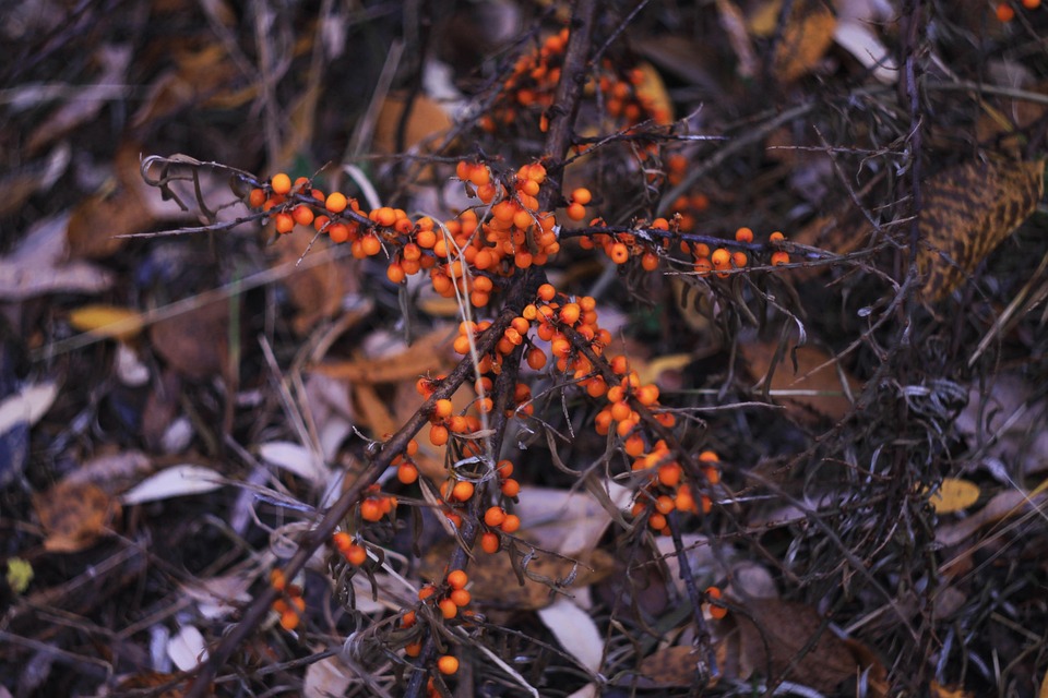 Sea Buckthorn Color Berries - Free photo on Pixabay