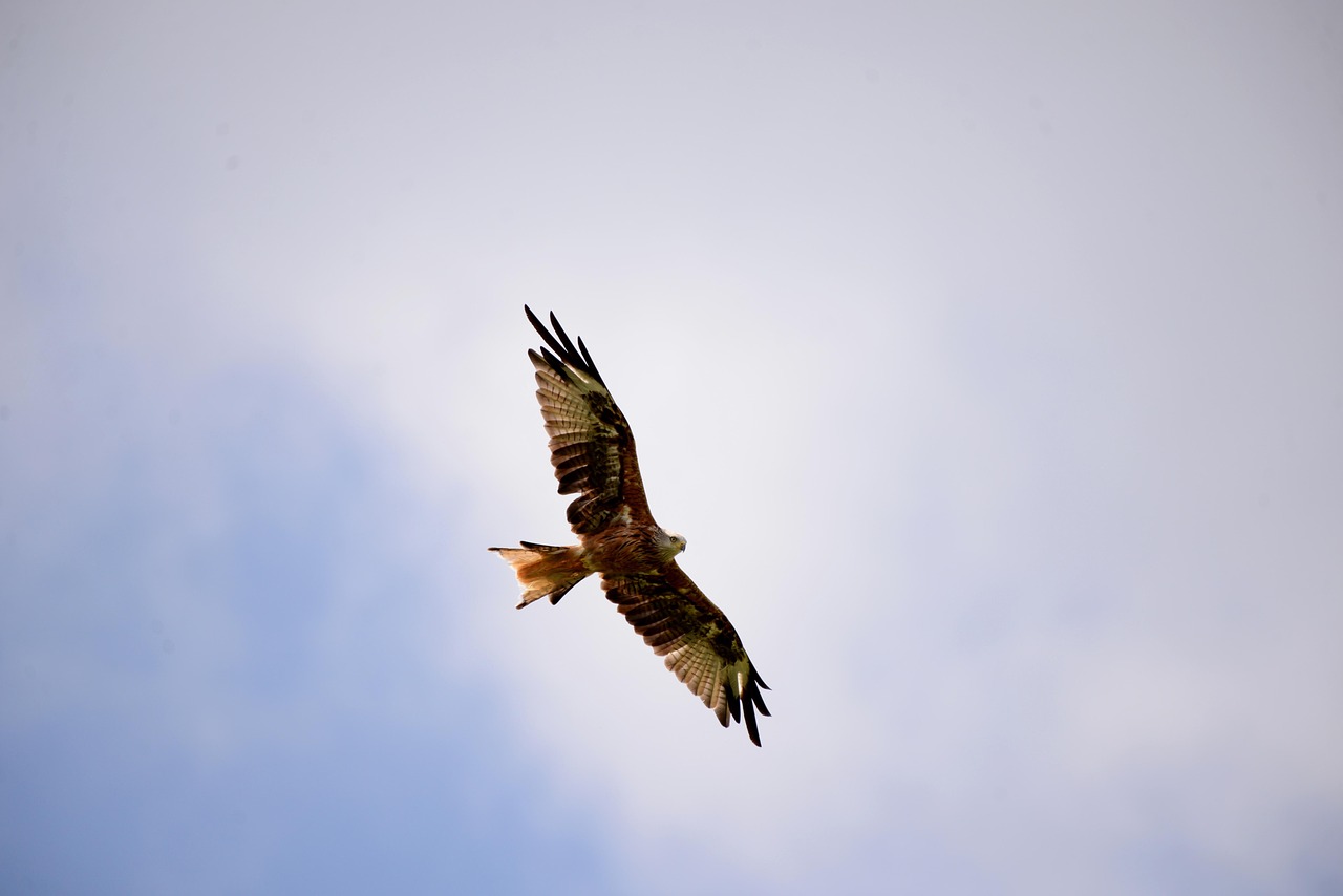 Bird Of Prey Red Kite Flying - Free photo on Pixabay - Pixabay