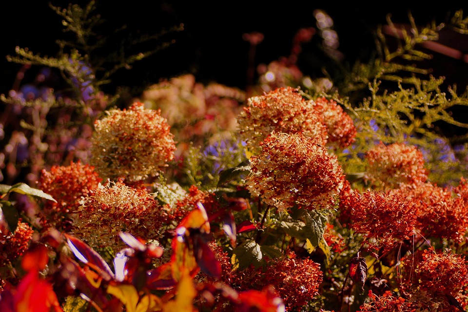 Hydrangeas Fall Blossom - Free photo on Pixabay - Pixabay