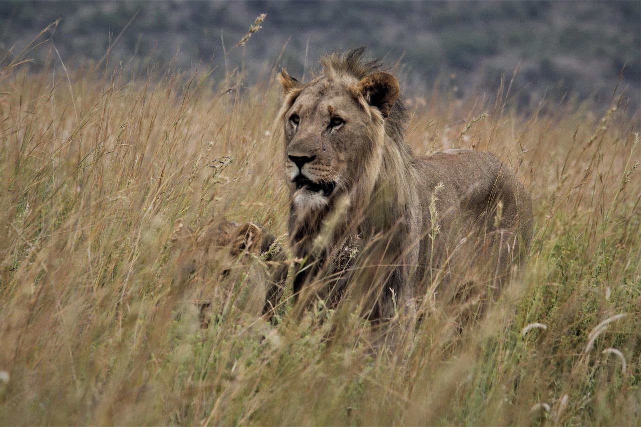 10,000+ Free Simba The Lion King & Lion Images - Pixabay