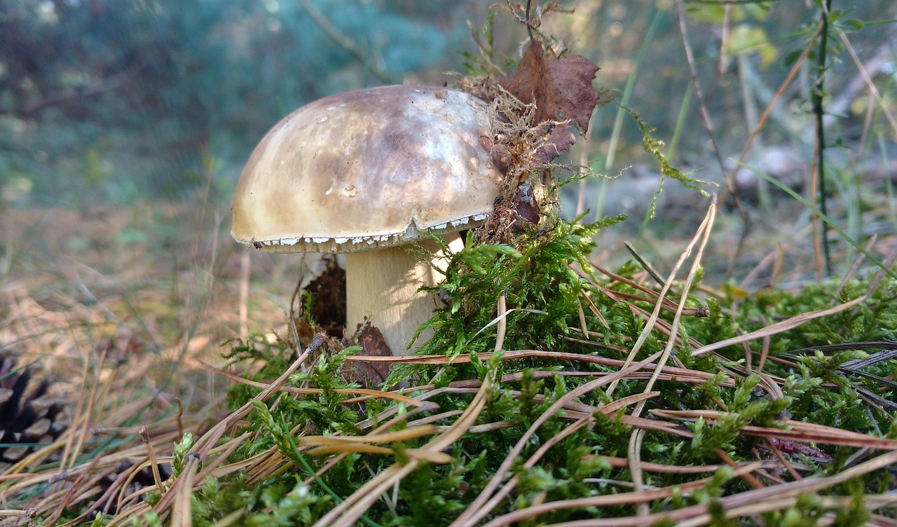Champignon Forêt Automne Vers Le - Photo gratuite sur Pixabay - Pixabay