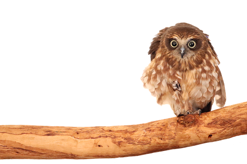 2+ Free Sagaciously & Owl Images - Pixabay