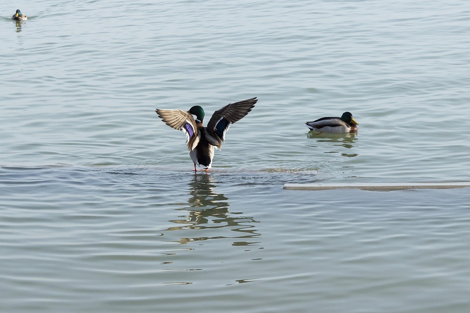 Duck Wild Ducks Teal - Free photo on Pixabay - Pixabay
