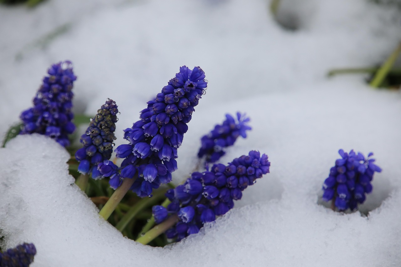 Beginning Of Spring Onset - Free photo on Pixabay - Pixabay