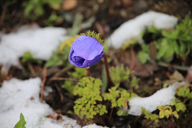 Beginning Of Spring Onset - Free photo on Pixabay - Pixabay