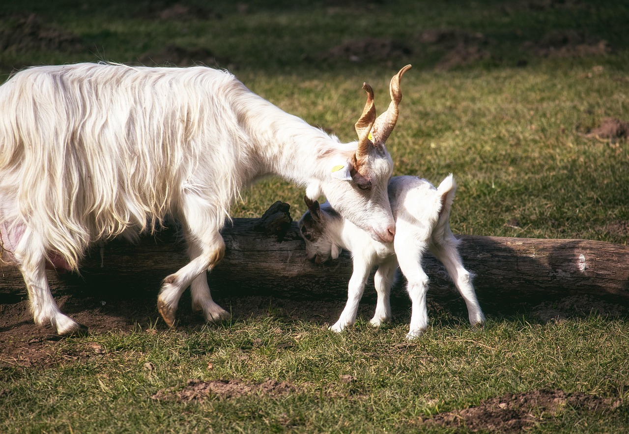 Screw A Goat Mammal Animal - Free photo on Pixabay