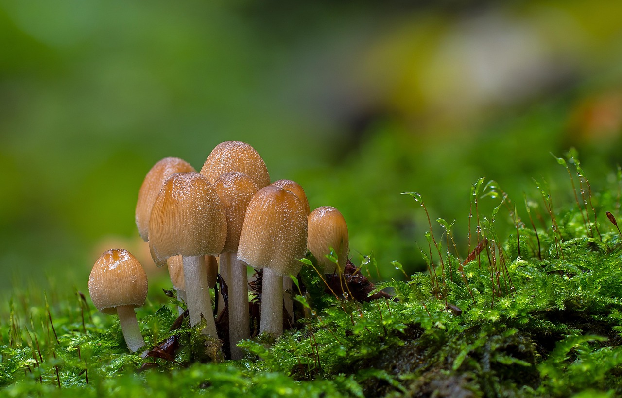 Mica Ink Cap Mushrooms Small - Free photo on Pixabay - Pixabay