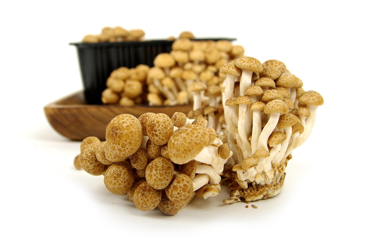 Mushroom Beech Edible - Free photo on Pixabay - Pixabay