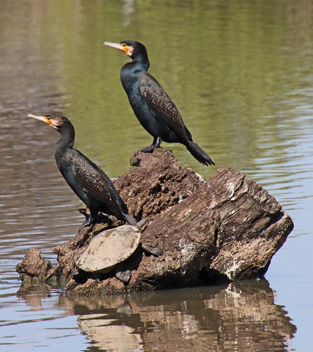 Aves Los Cormoranes Grandes - Foto gratis en Pixabay - Pixabay