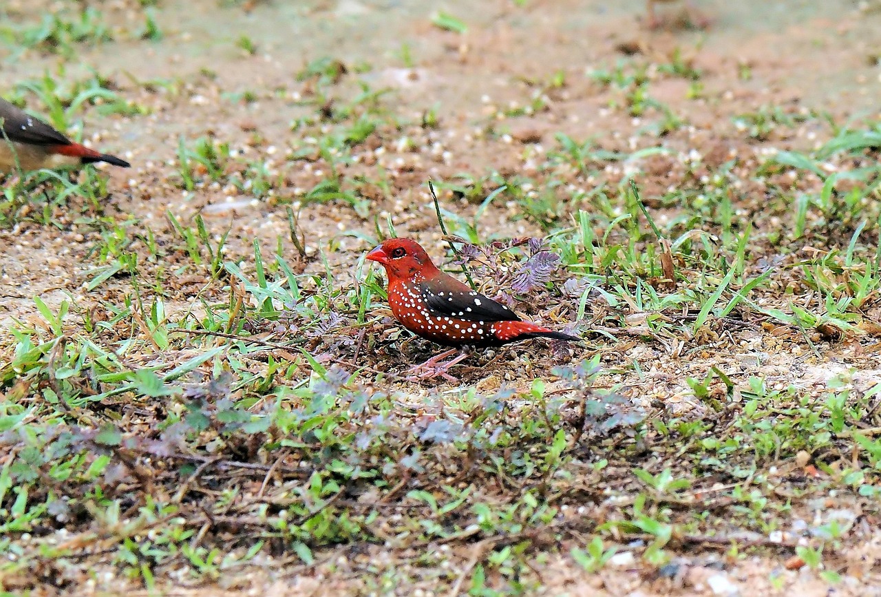 Red Avadavat Munia - Free photo on Pixabay