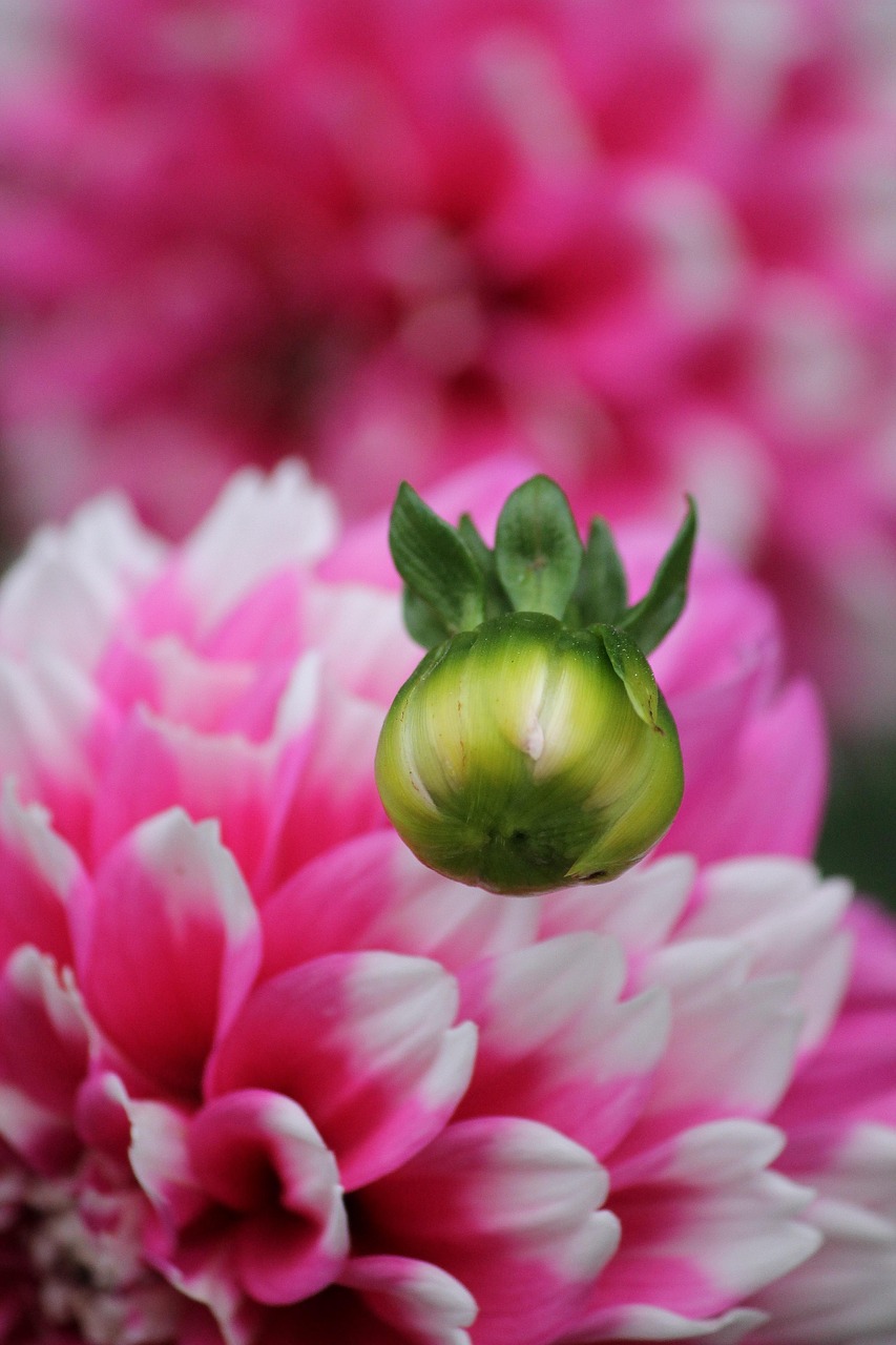 Bourgeon Fleur Naissance - Photo gratuite sur Pixabay - Pixabay