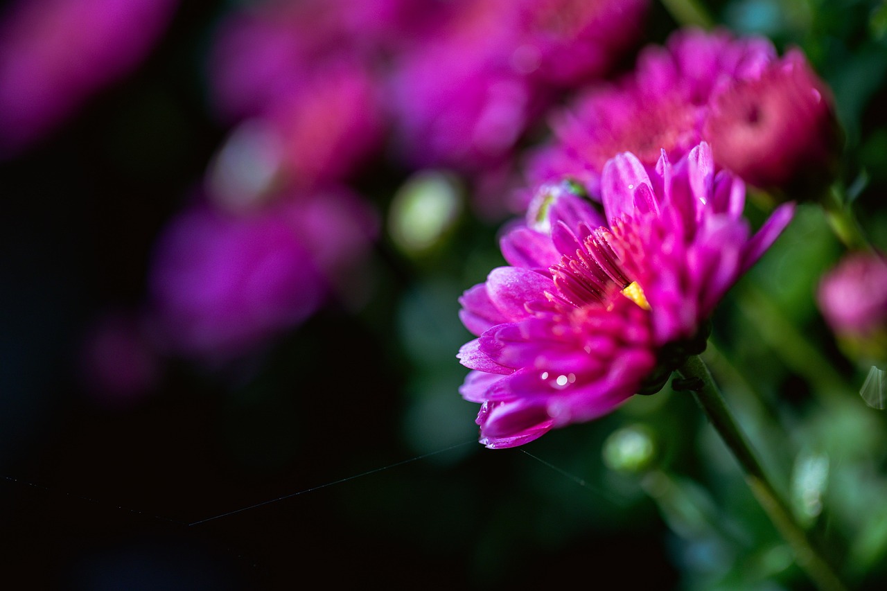 Chrysanthemum Closeup Macro - Free photo on Pixabay - Pixabay