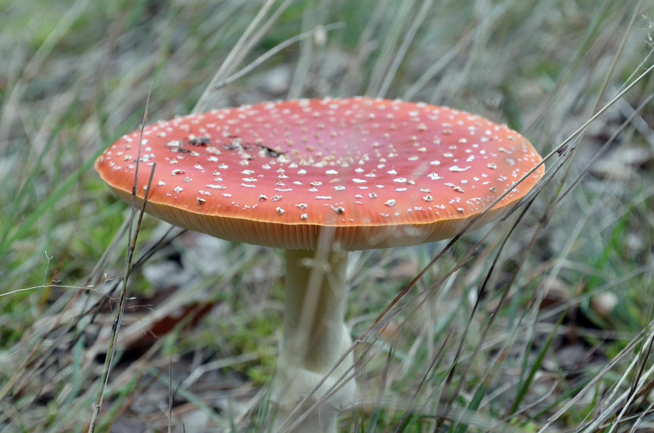 Más de 10 000 imágenes gratis de Mushroom Soup Packets y Mushroom - Pixabay