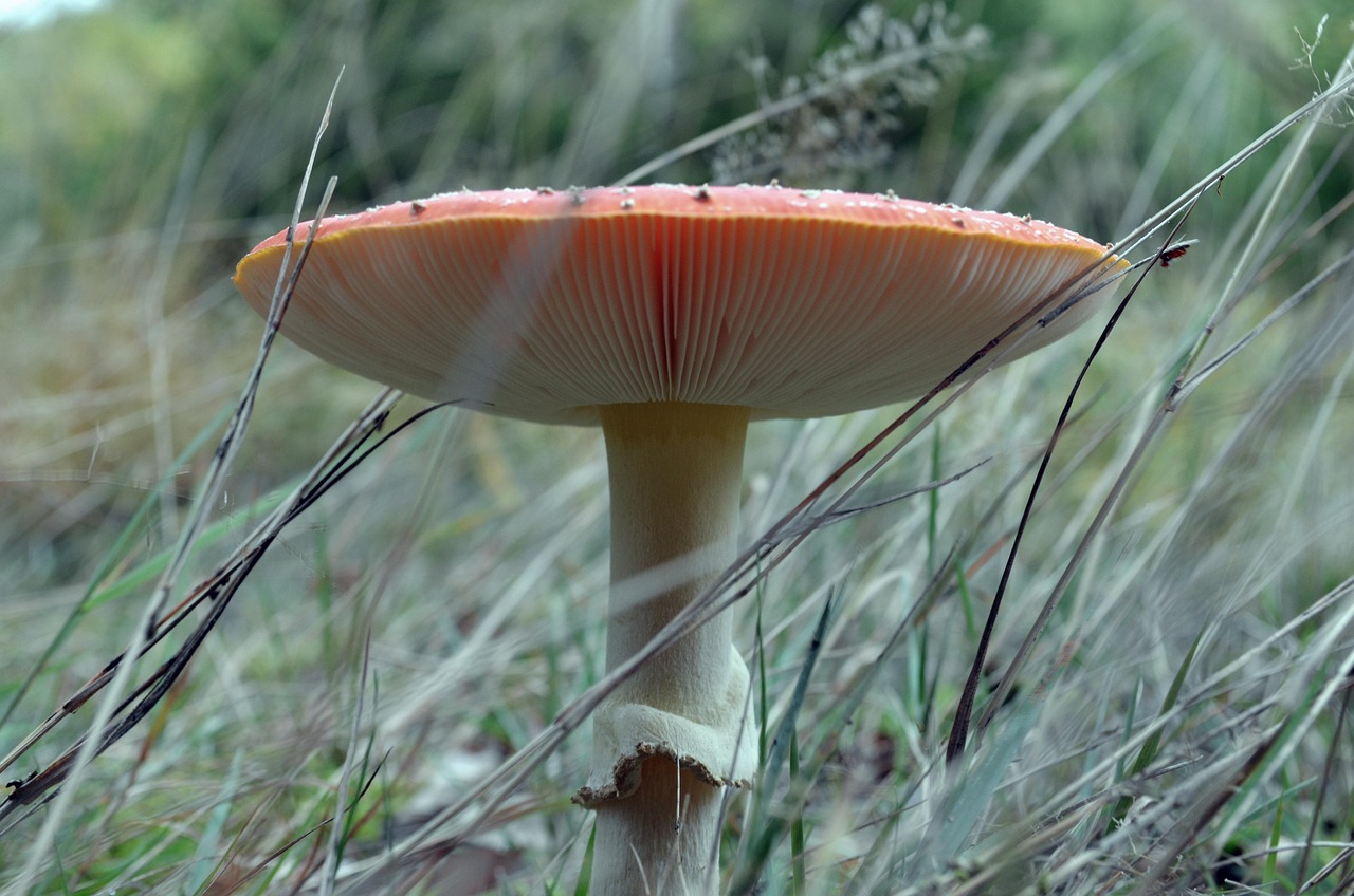 1.000+ kostenlose Forest-Mushroom und Mushroom-Bilder - Pixabay
