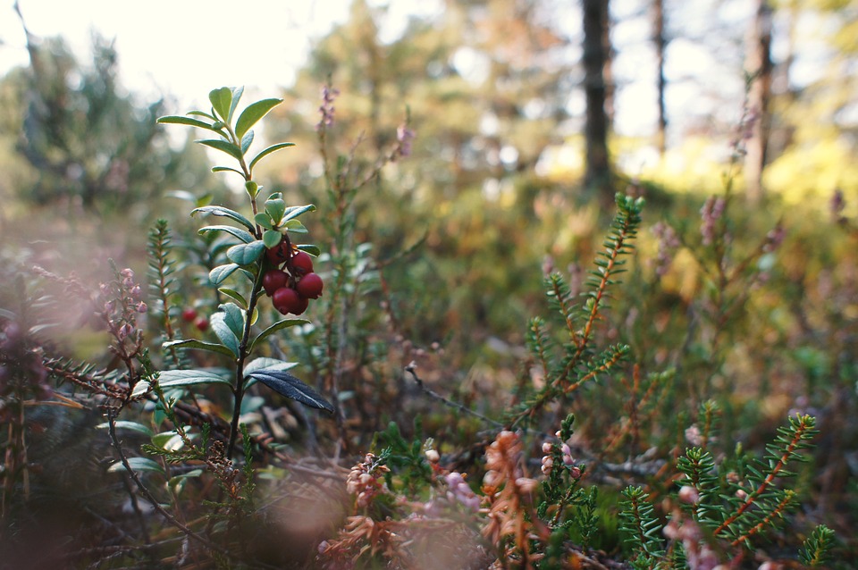 Cranberries Forest Nature - Free photo on Pixabay - Pixabay