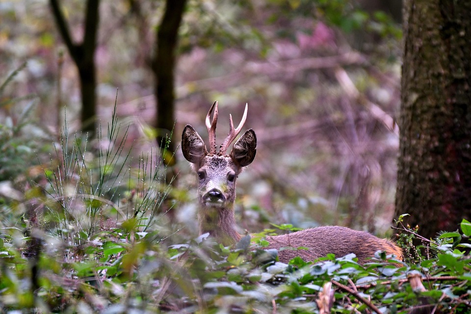 Roebuck Roe Deer Wild - Free photo on Pixabay