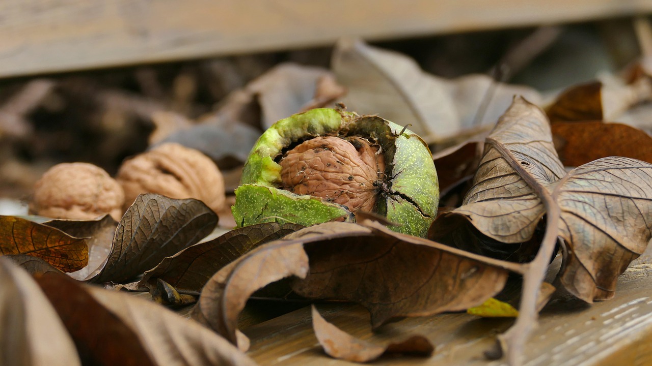 100+ Free Dry Nuts & Nuts Images - Pixabay