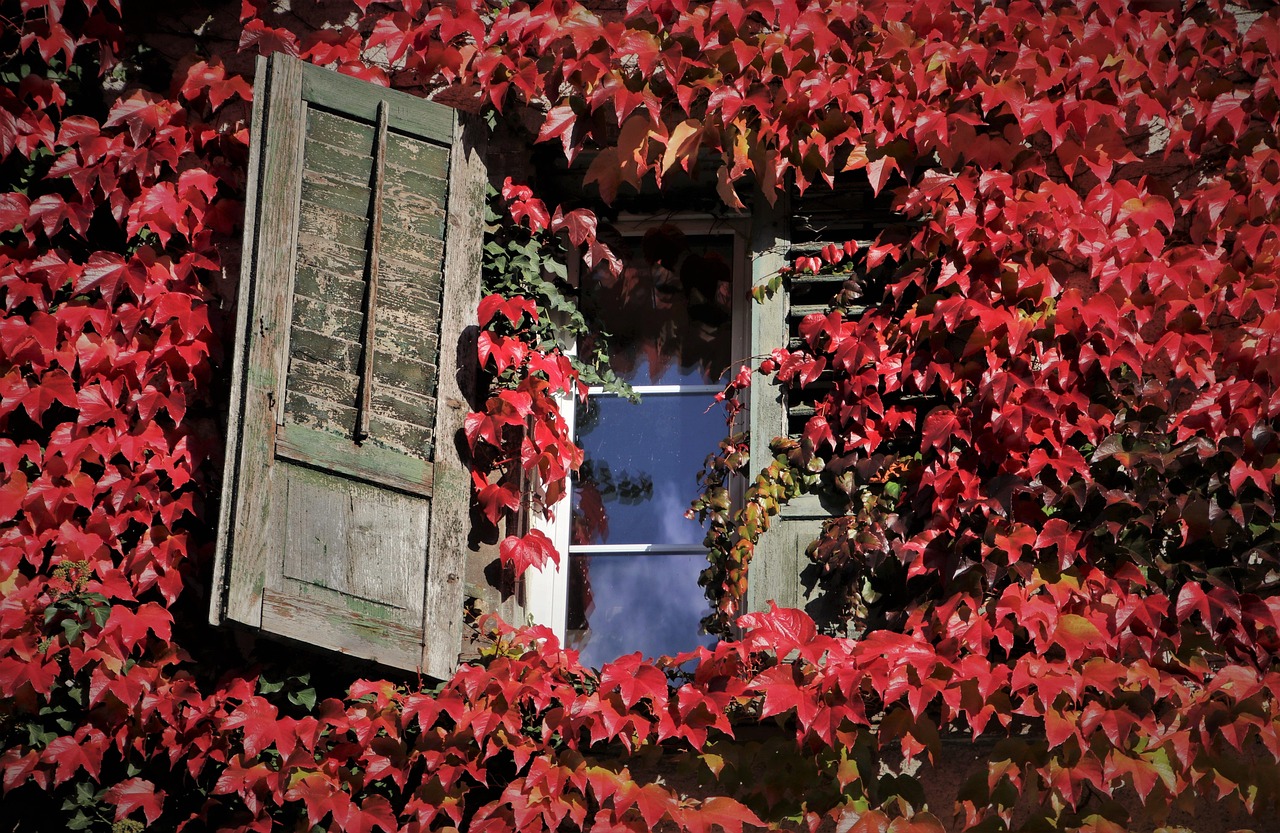 Leaves Old Windows Autumn - Free photo on Pixabay - Pixabay