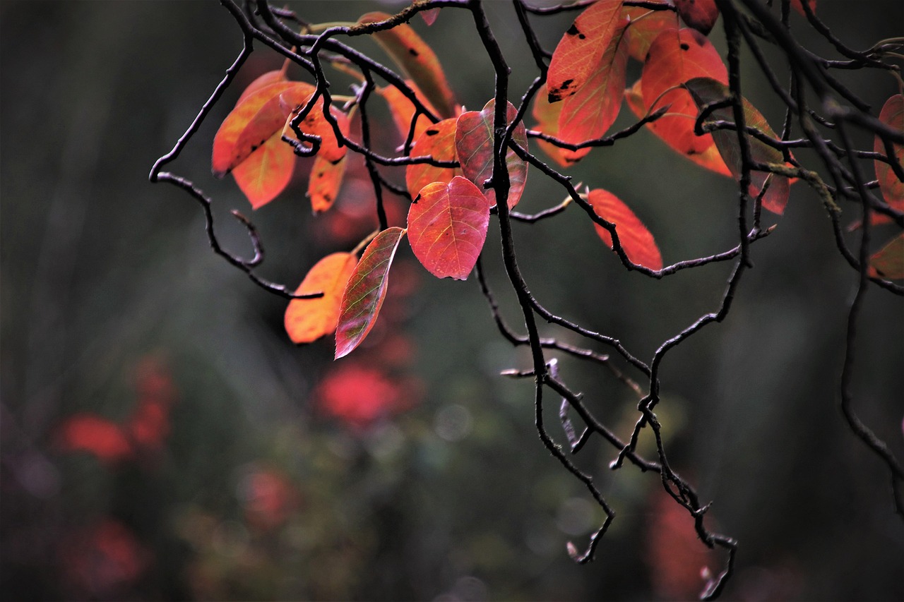 Red Twigs Leaves - Free photo on Pixabay
