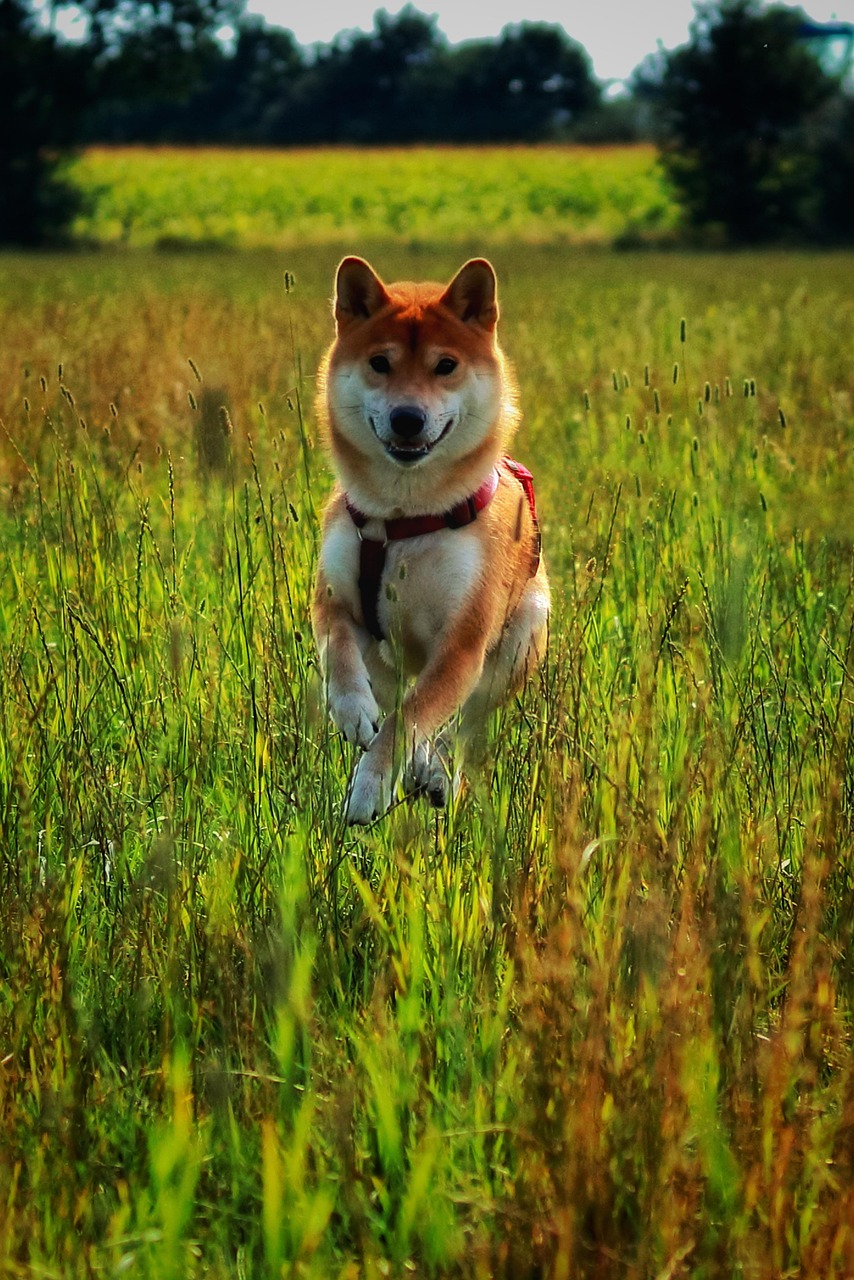100+ Free Shiba Inu & Shiba Images - Pixabay