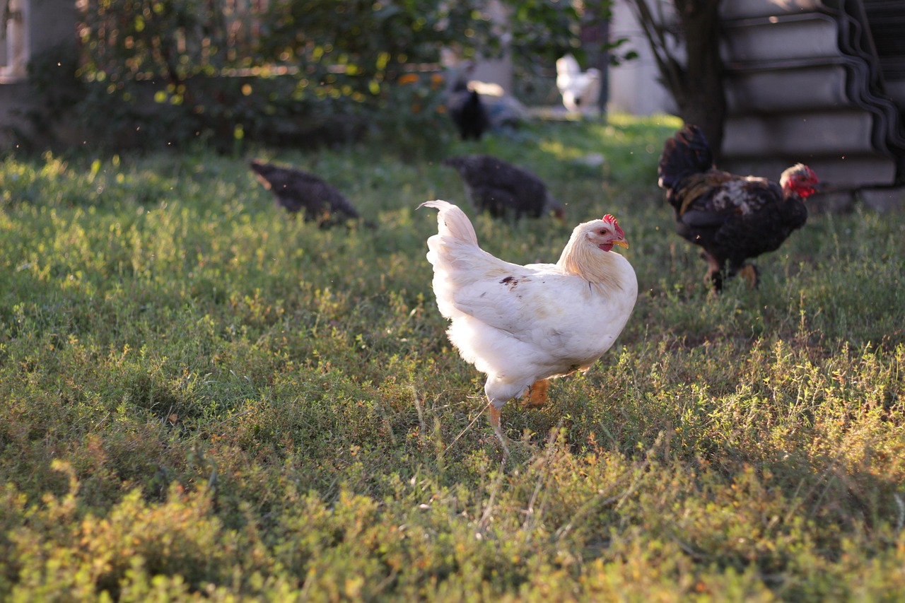Poulets Le Coucher Du Soleil Herbe - Photo gratuite sur Pixabay - Pixabay