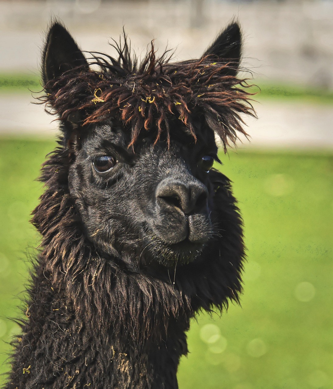 Alpaca Head Black - Free photo on Pixabay