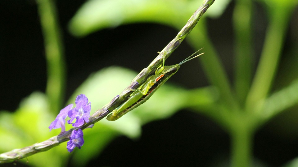 喀拉拉邦 印度 Neorthacris Simulans - Pixabay上的免费照片