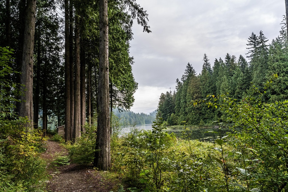 Lake Forest Water - Free photo on Pixabay