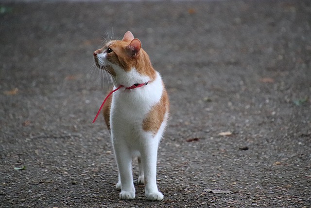 Gatos Felinos Animales Rojo Y - Foto gratis en Pixabay