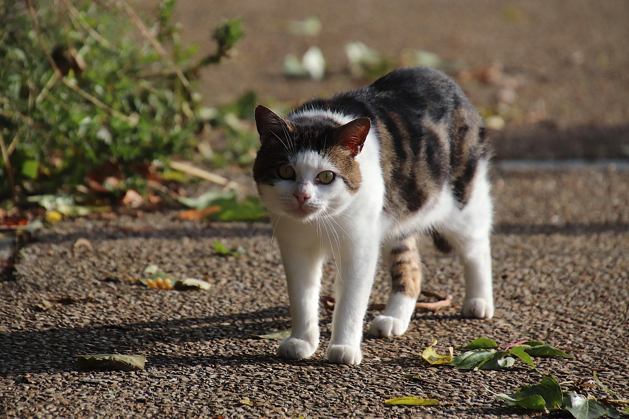 Cats Felines Animals - Free photo on Pixabay - Pixabay