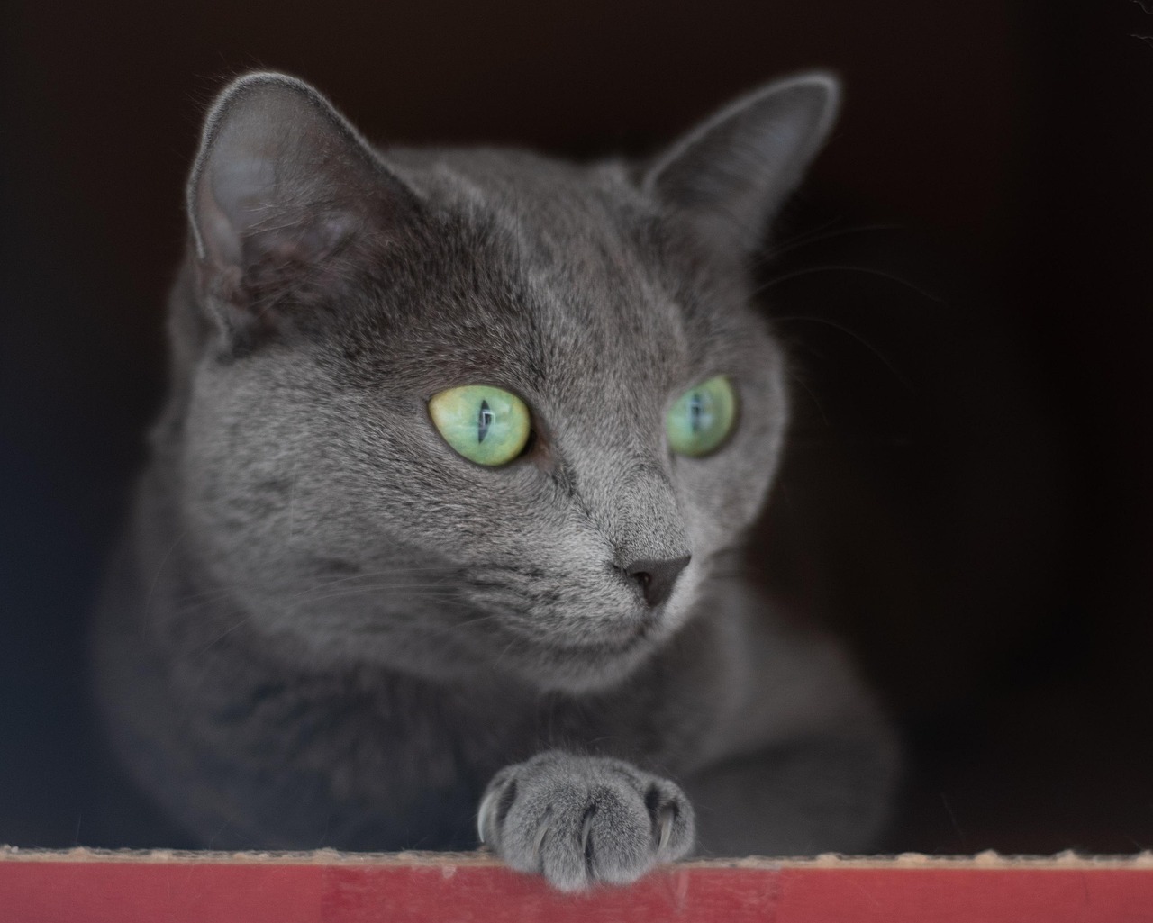 Cat Animal Relax - Free photo on Pixabay - Pixabay