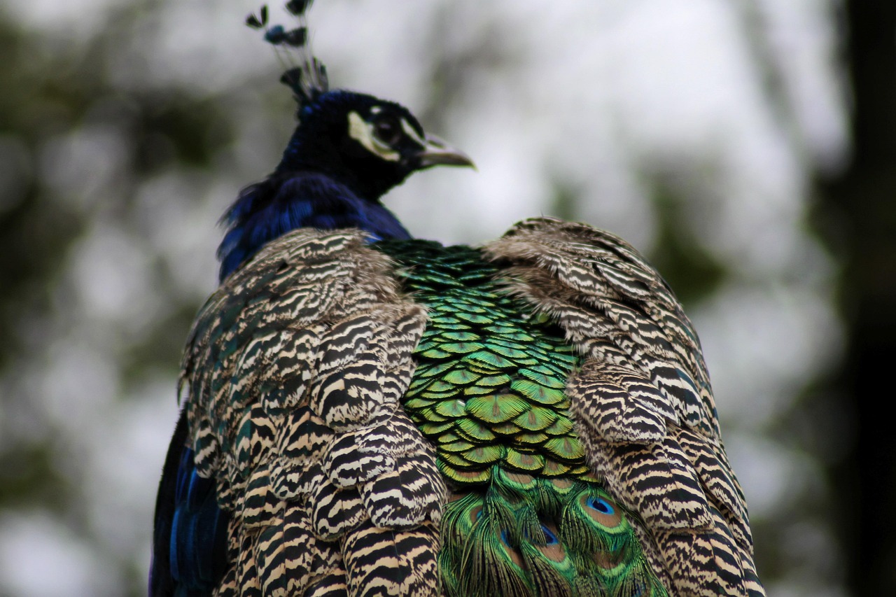 Peacock Splendid Colors Plumage - Free photo on Pixabay - Pixabay