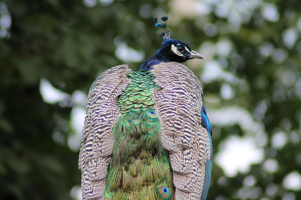 Peacock Splendid Colors Plumage - Free photo on Pixabay - Pixabay