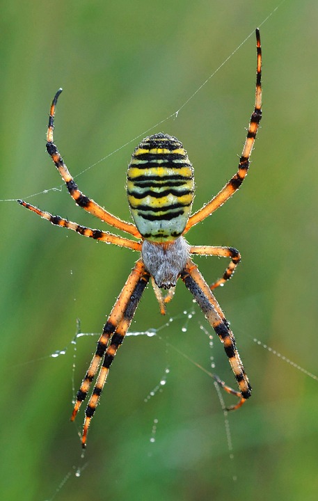 Wasp Spider Arachnophobia Eight - Free photo on Pixabay