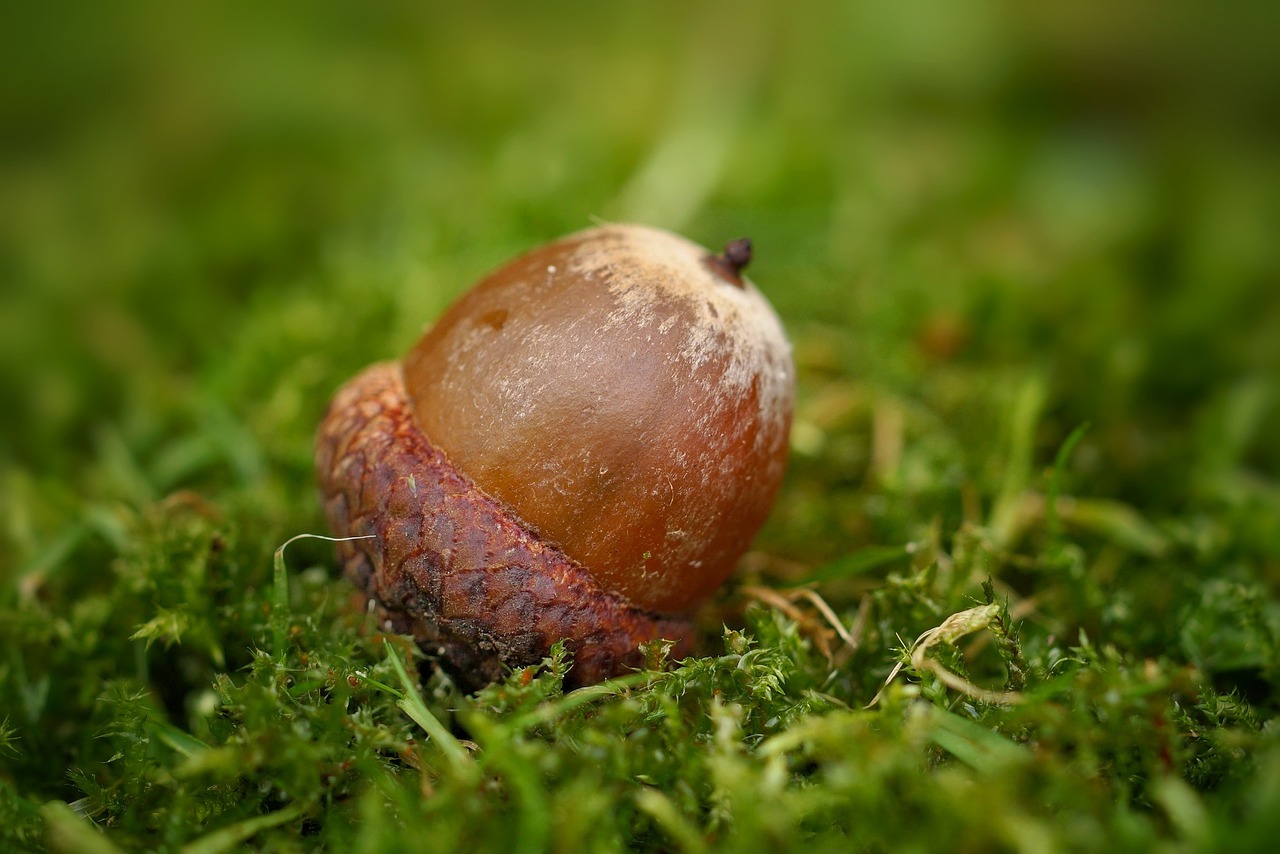 4.000+ kostenlose Ahorn Baumfrucht und Herbst-Bilder - Pixabay