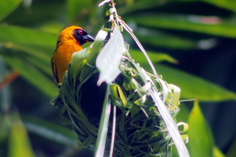 Mask Weaver Wild Bird - Free photo on Pixabay