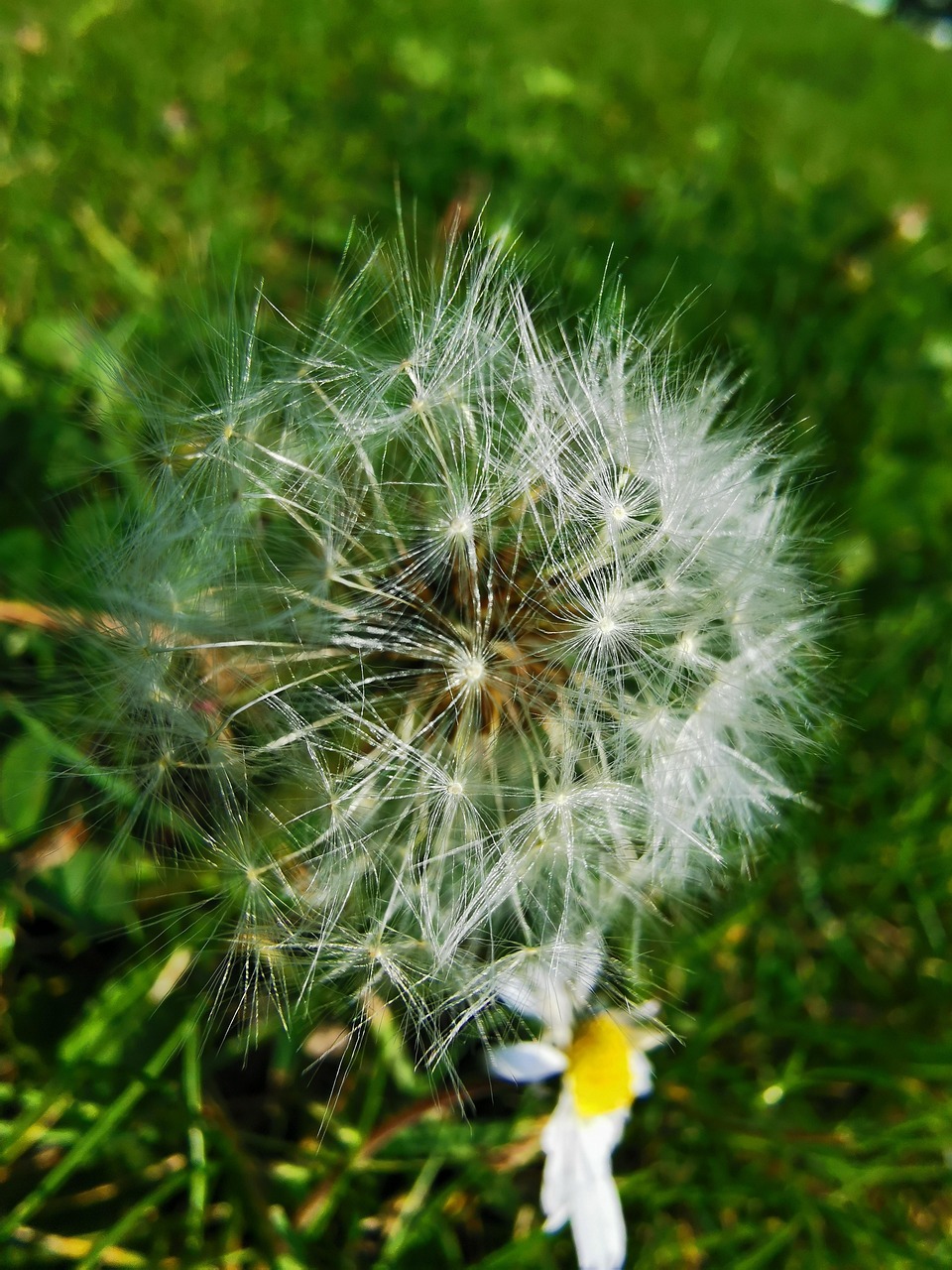 Dandelion Flower Nature - Free photo on Pixabay - Pixabay