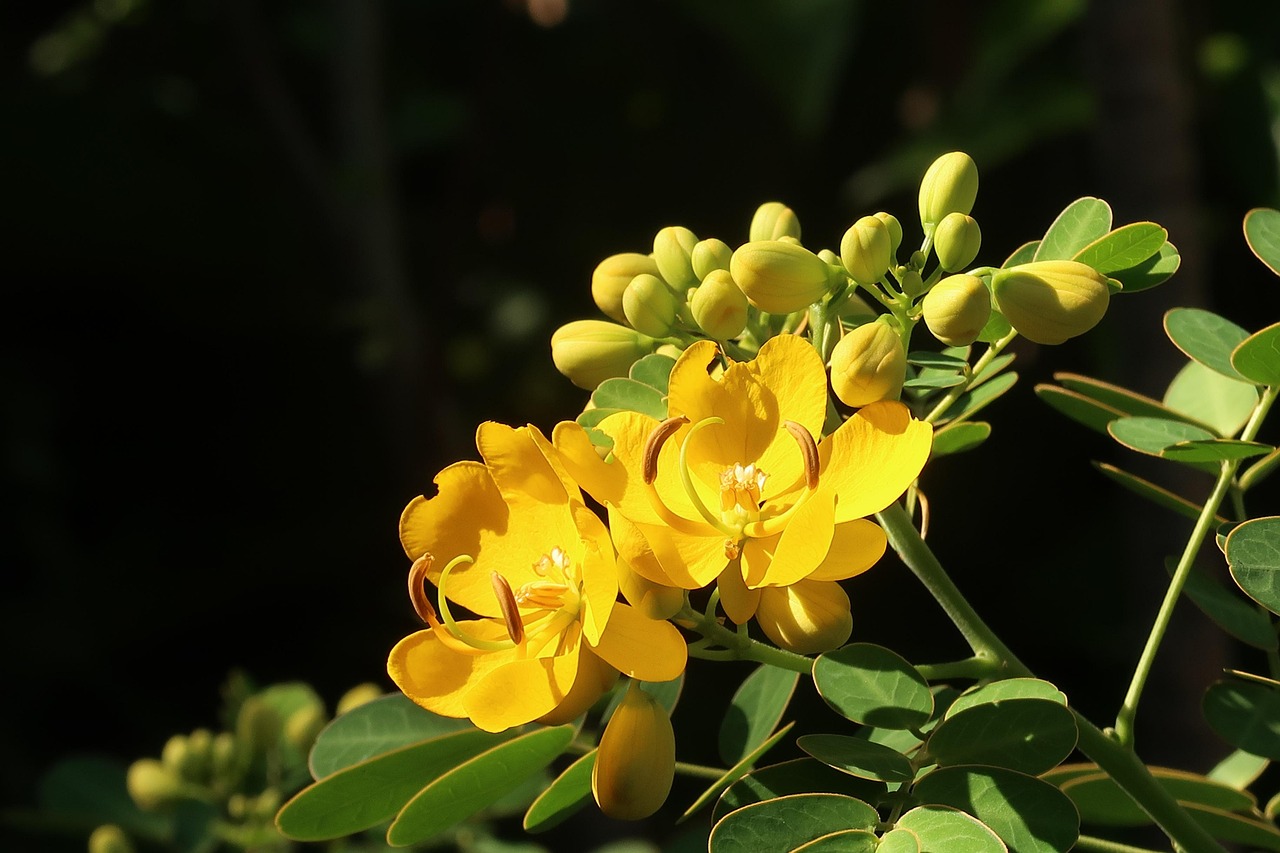 Bunga Kuning Mekar - Foto gratis di Pixabay - Pixabay