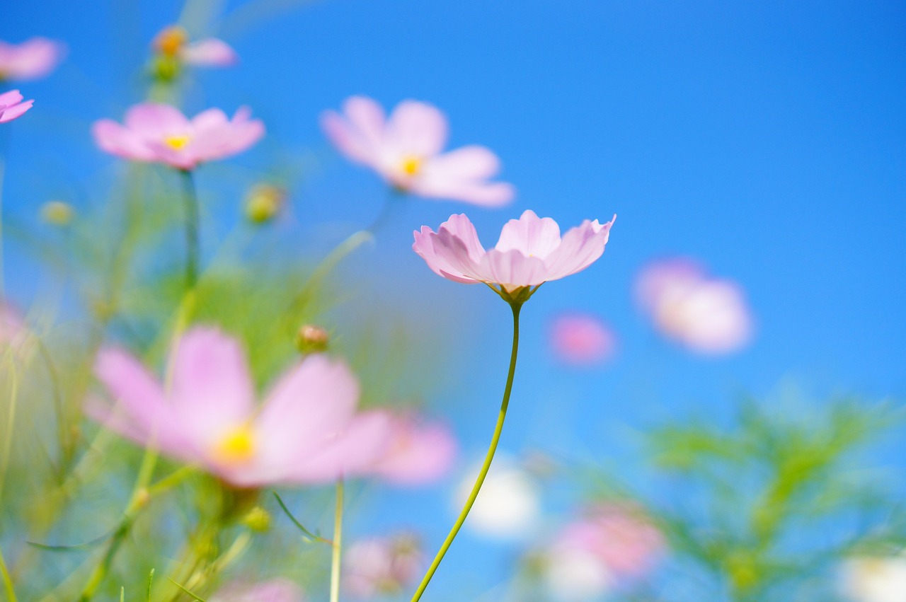 Cosmos Bunga Tanaman - Foto gratis di Pixabay - Pixabay