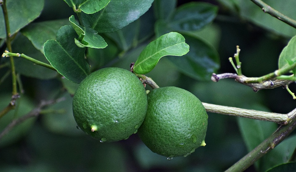 Citrique Fruit Citron - Photo gratuite sur Pixabay