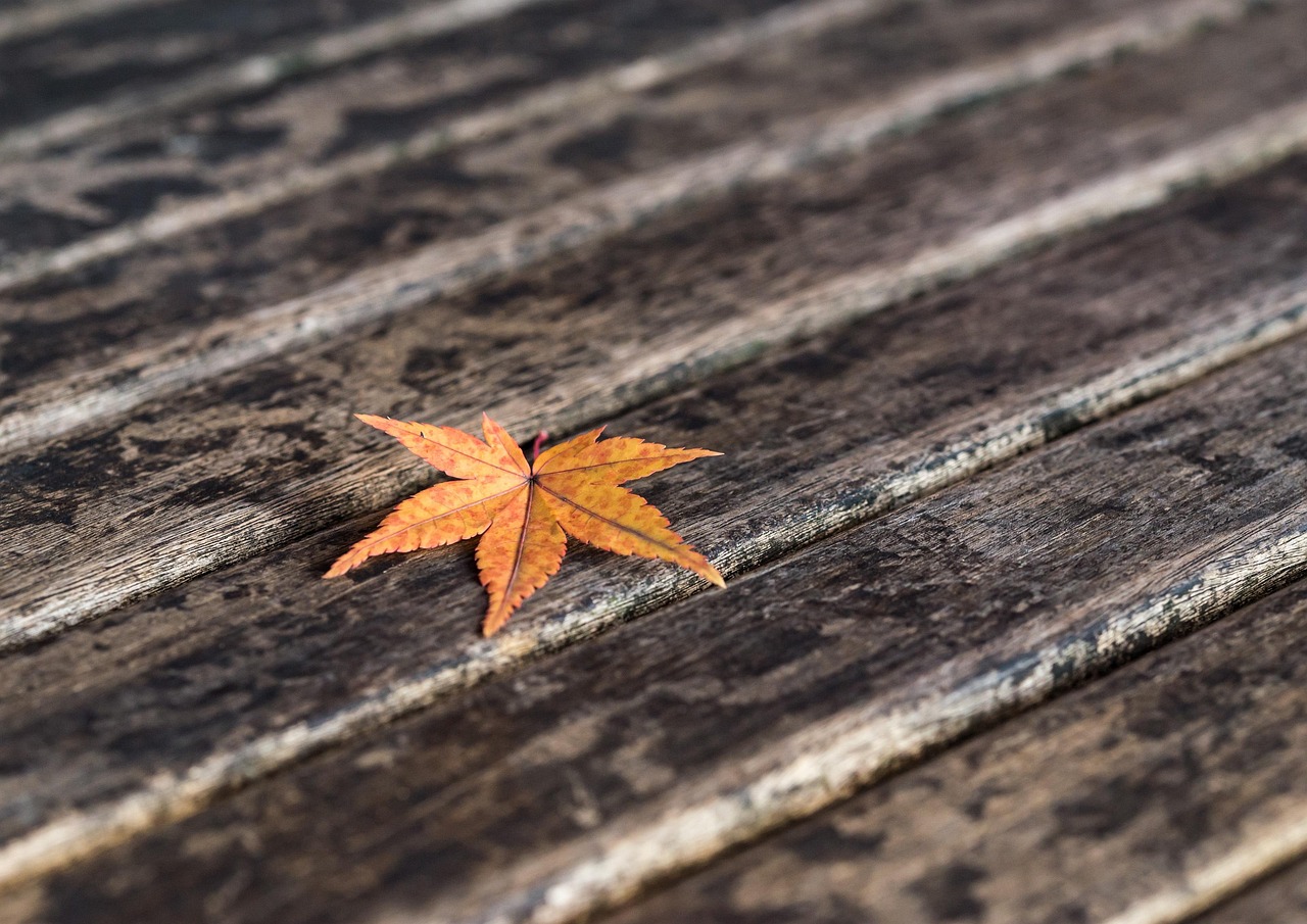 Más de 20 000 imágenes gratis de Hojas De Maple y Otoño - Pixabay