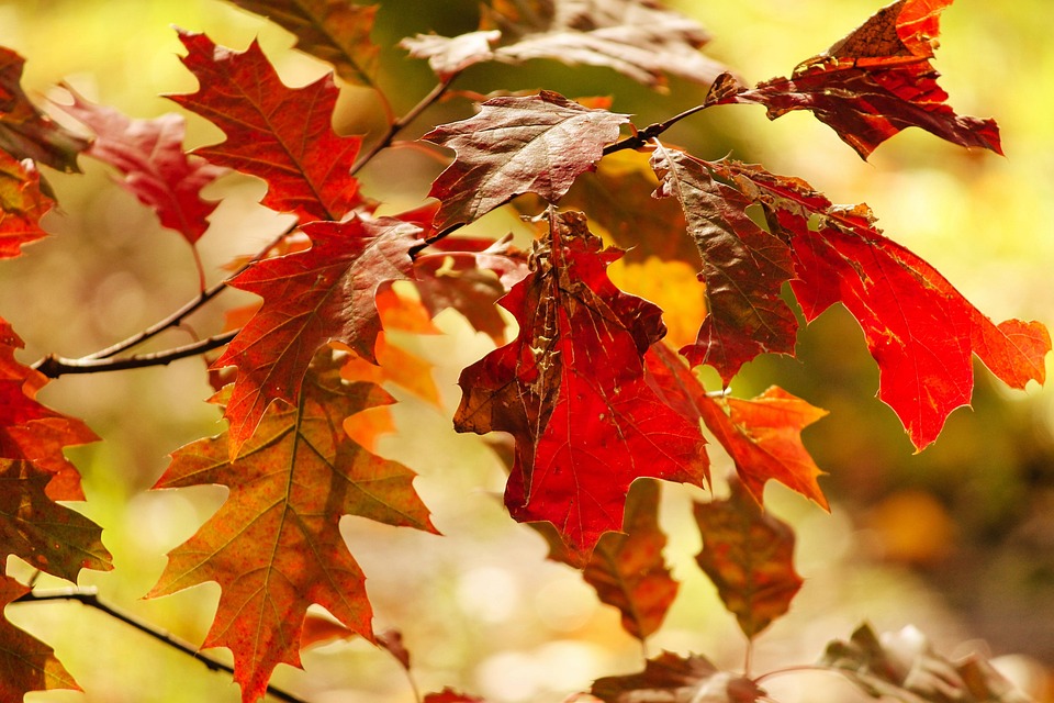 Autumn Leaves Oak Red - Free photo on Pixabay - Pixabay