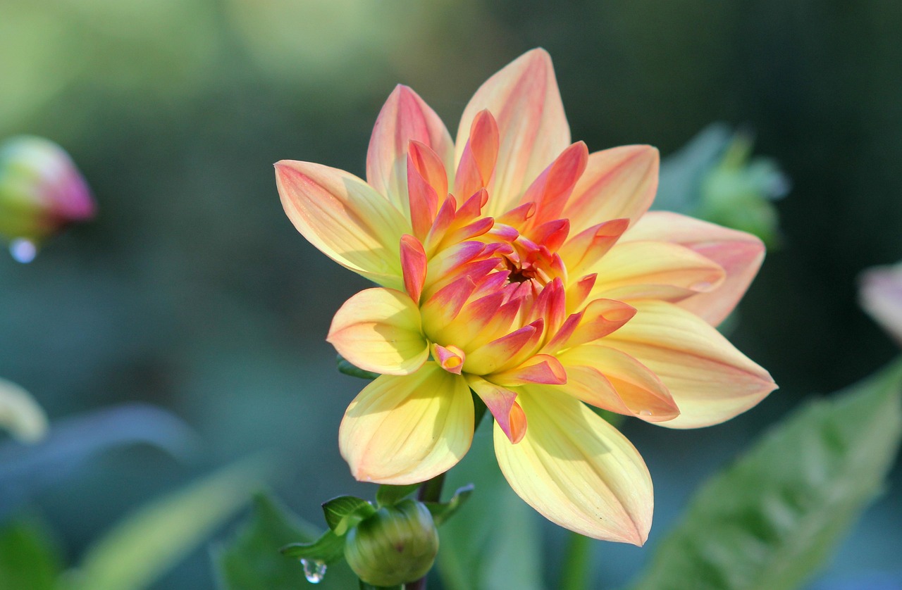 Dahlia Bunga Kebun - Foto gratis di Pixabay - Pixabay