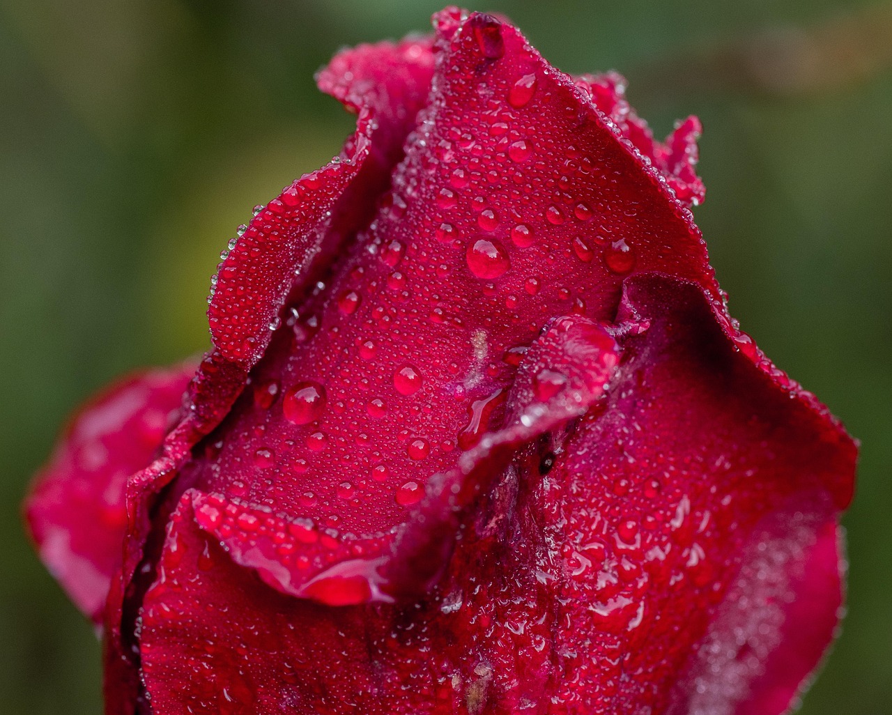 Rosa Gota De Agua Macro - Foto gratis en Pixabay - Pixabay