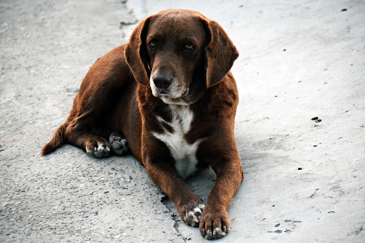 Chien National Animal De Compagnie - Photo gratuite sur Pixabay - Pixabay