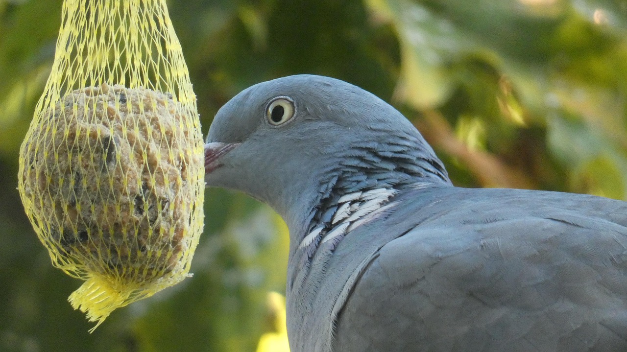 Paloma Casa De Aves Jardín - Foto gratis en Pixabay - Pixabay