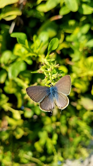 Papillon Nature Vert Bleu - Photo gratuite sur Pixabay - Pixabay